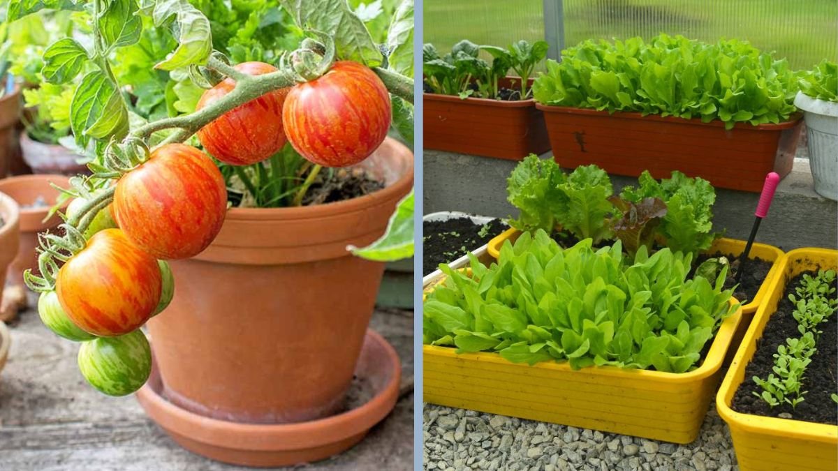 Vegetables That Grow Well In Small Containers