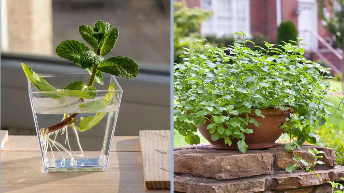 How to Grow Mint Without It Taking Over - Bademiya