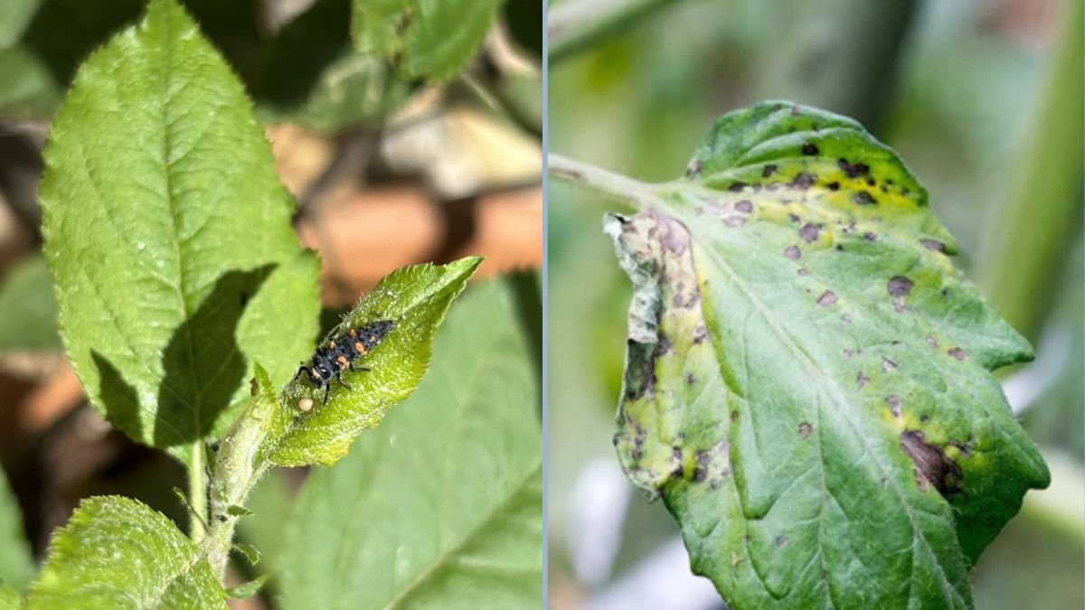 How to Rescue Plants From Insect Damage - Bademiya