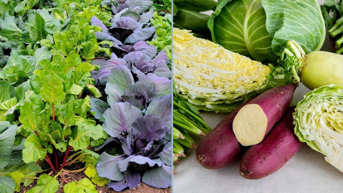 Vegetables That Survive Cold Winters - Bademiya