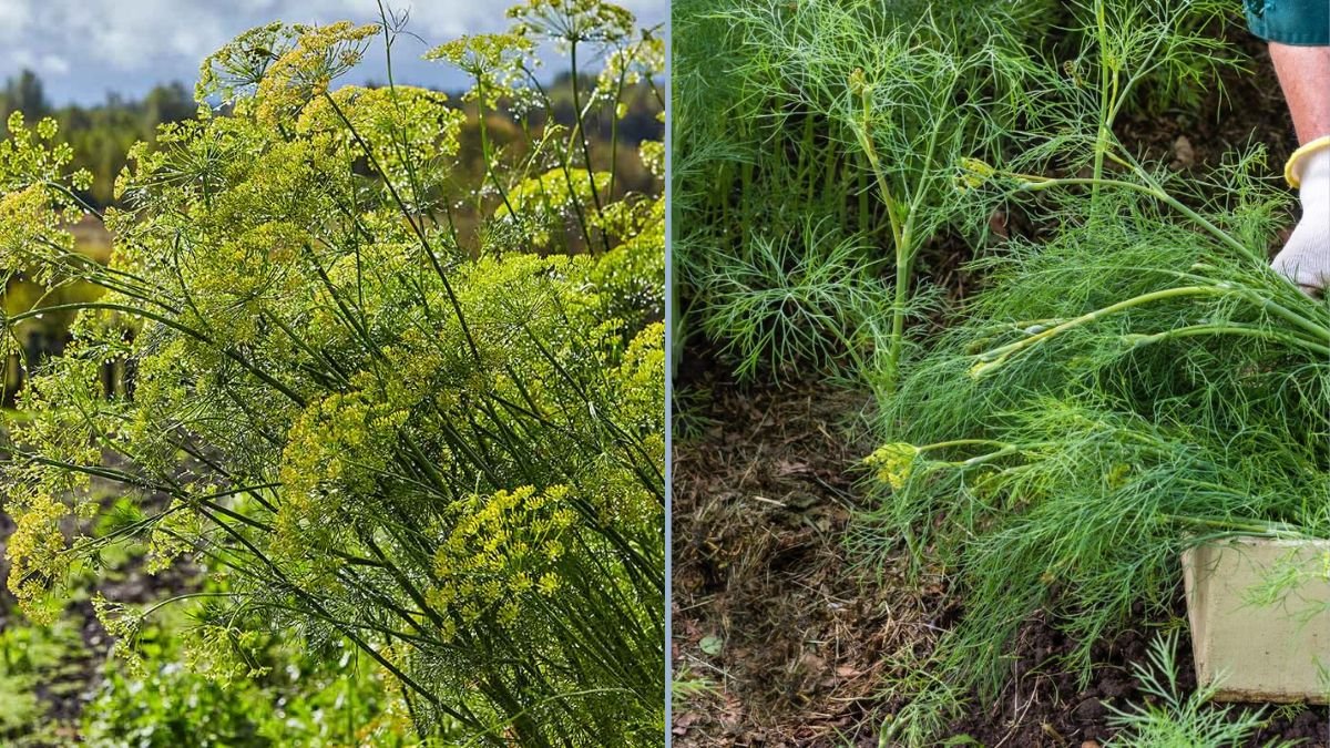 Harvesting and Storing Dill Properly - Bademiya