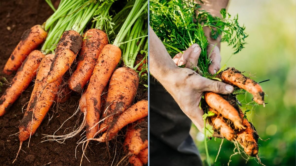 Plant Carrots Like This for a Rich Harvest – Plus Natural Fertilizer ...