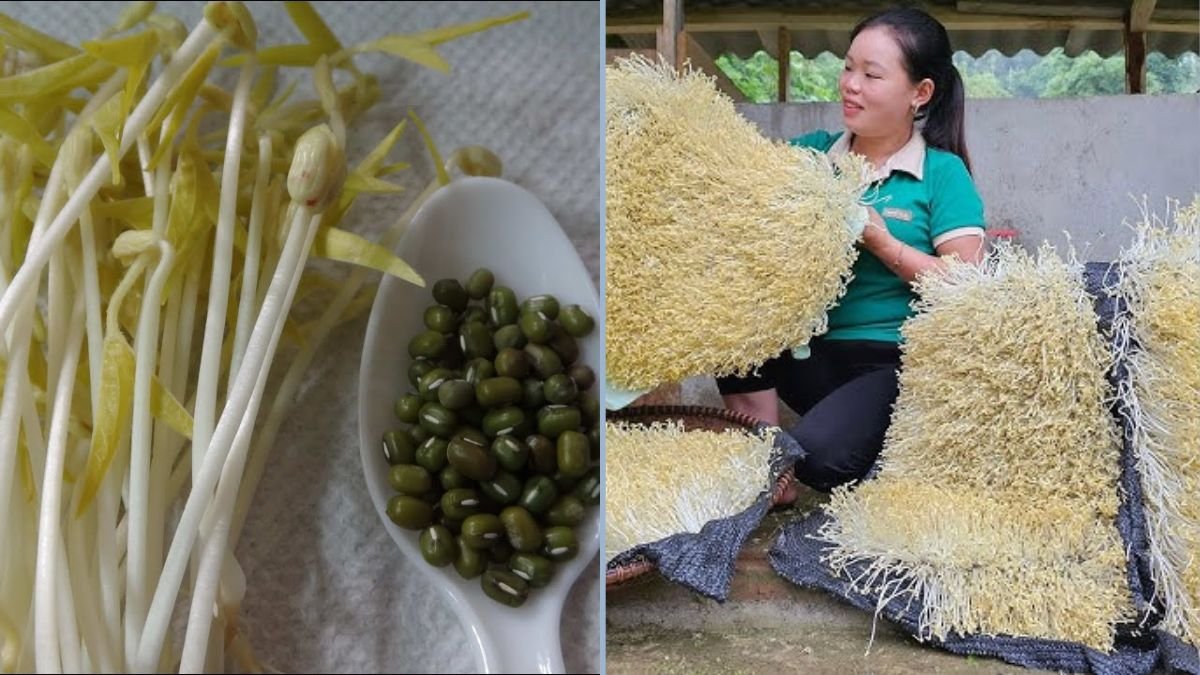 How to Easily and Effectively Grow Mung Bean Sprouts in a Fruit Bag ...