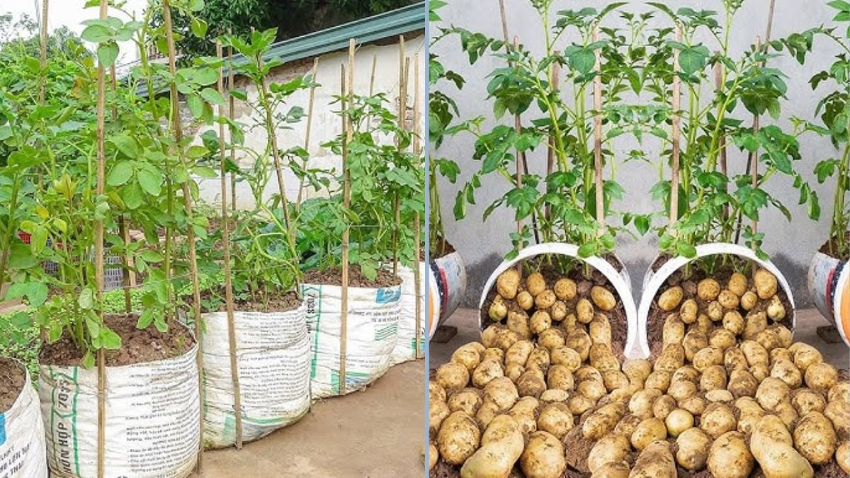 Growing and Pruning Potato Plants for Bigger Harvests: Tips for Maximum ...