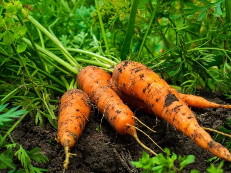 Growing Carrots in Small Spaces - Bademiya