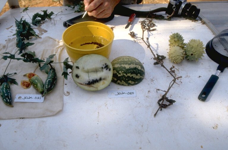 Seedless Watermelon Breeding: How to Grow Sweet, Hassle-Free Melons ...